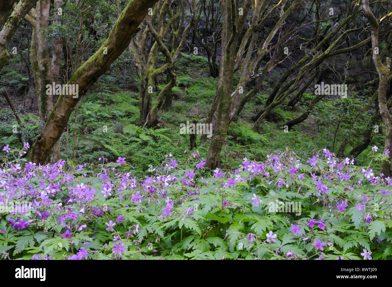 Canary Laurel (Laurus canariensis) 'laurisilva' humid subtropical ...