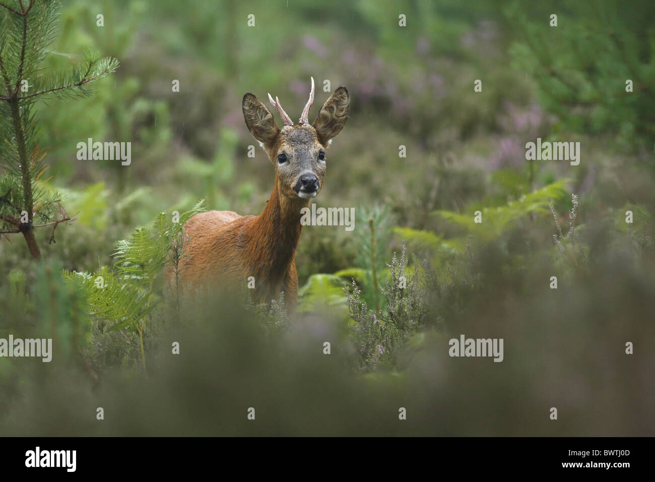 western deer deers herbivore herbivores eurasia eurasian europe ...