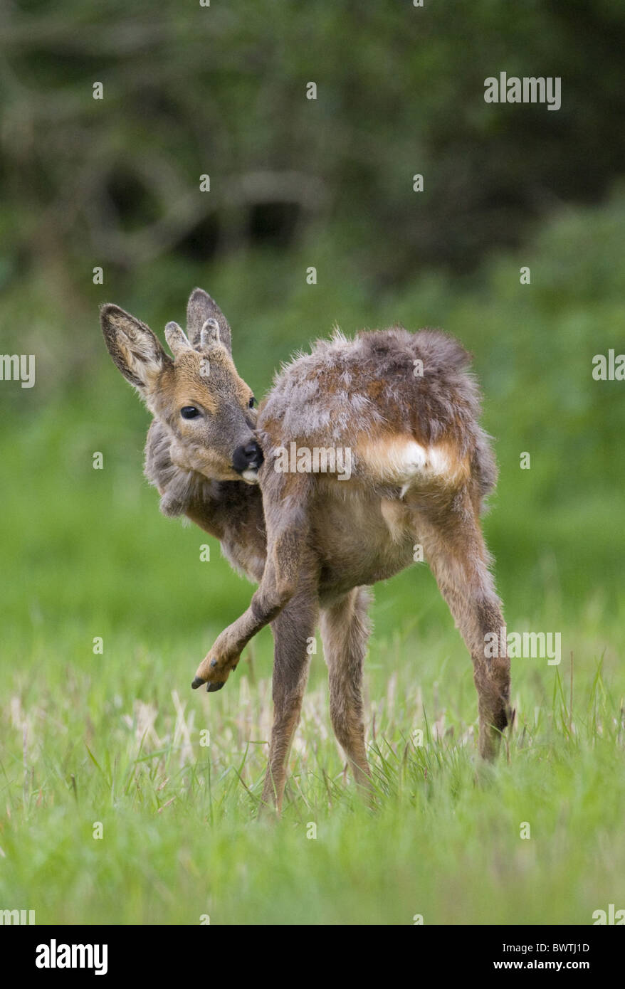 western deer deers herbivore herbivores eurasia eurasian europe ...
