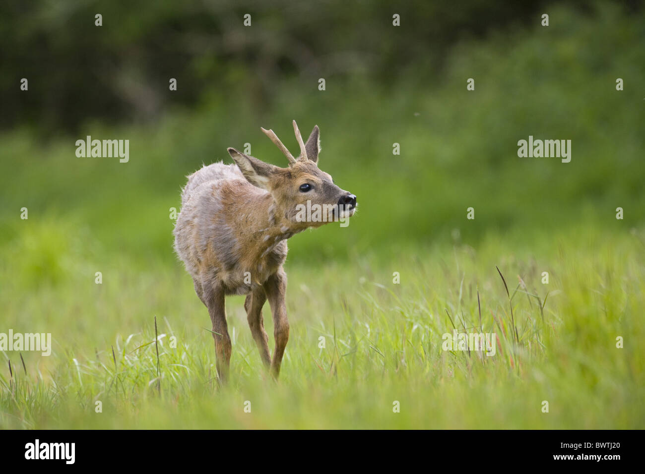 western deer deers herbivore herbivores eurasia eurasian europe ...