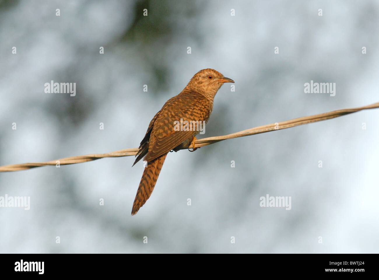 Female cuckoos hi-res stock photography and images - Alamy