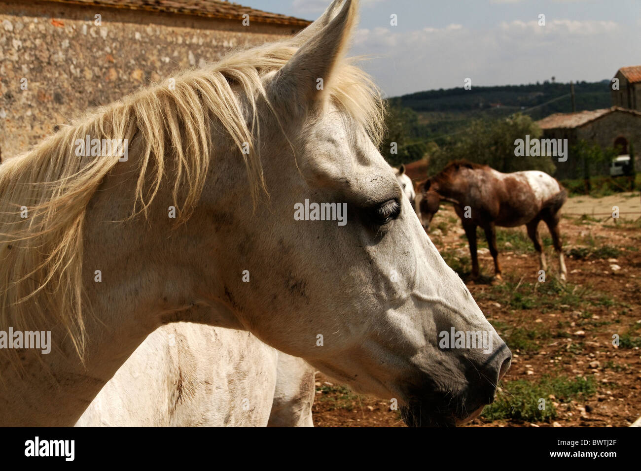 Tuscanian horse hi-res stock photography and images - Alamy