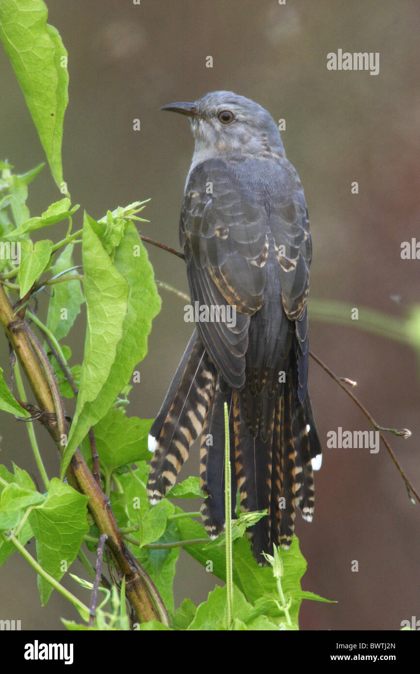 Plaintive Cuckoo (Cacomantis merulinus) adult, perched on stem, Hong ...