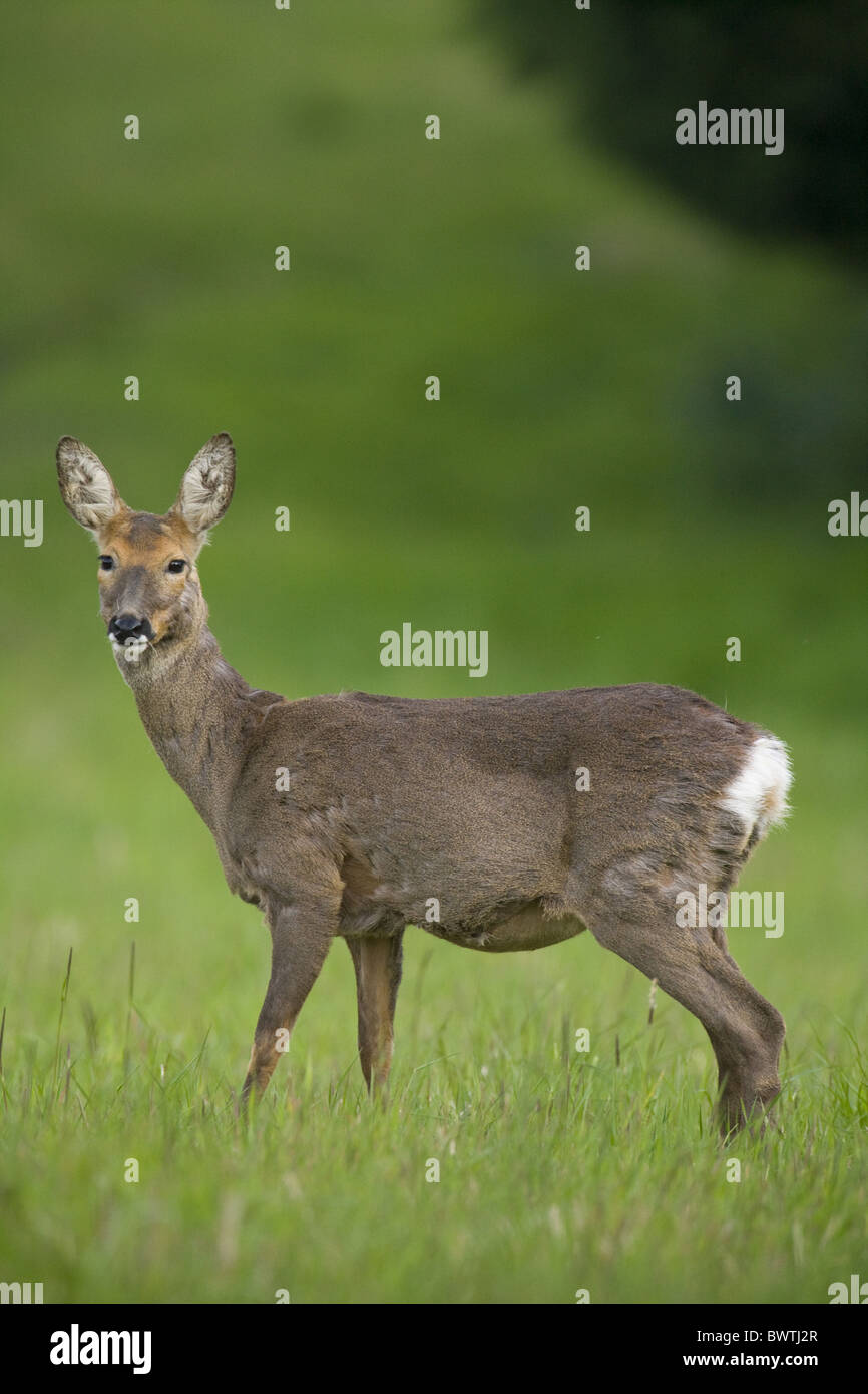 Pregnant doe hi-res stock photography and images - Alamy