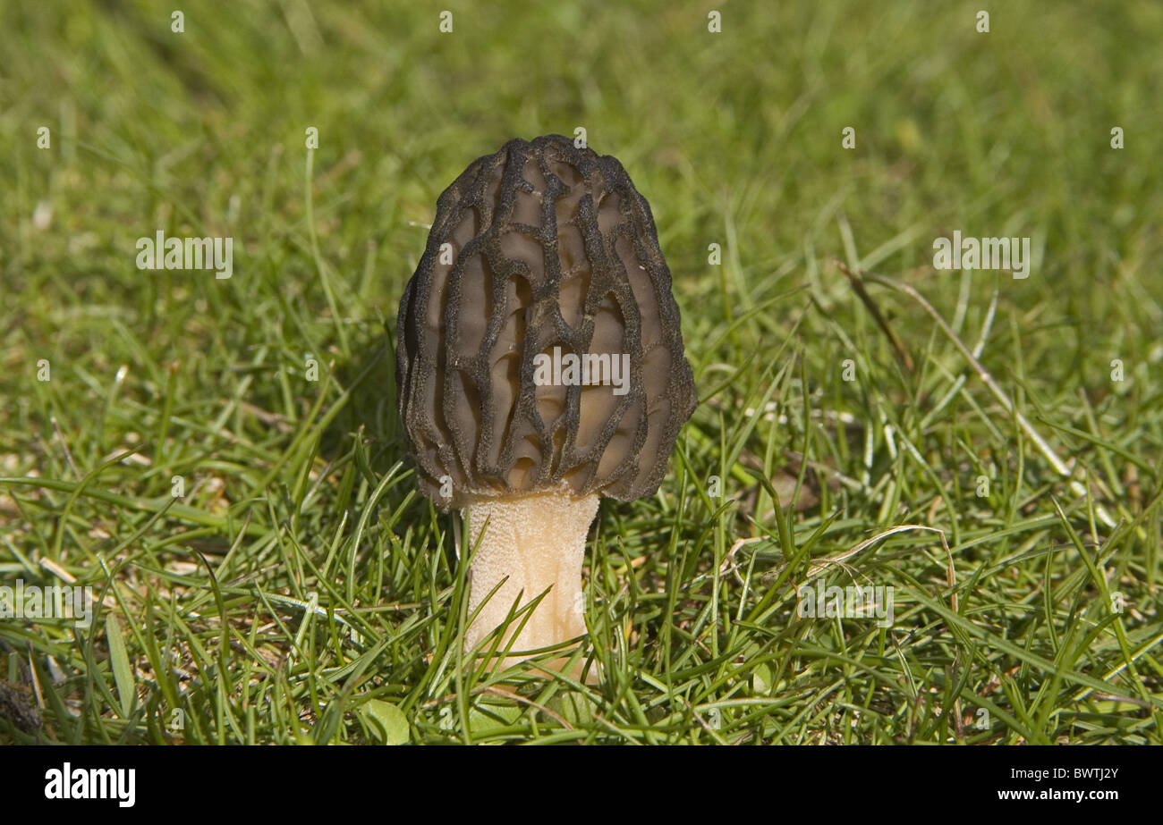 Morel morchella sp hi-res stock photography and images - Alamy