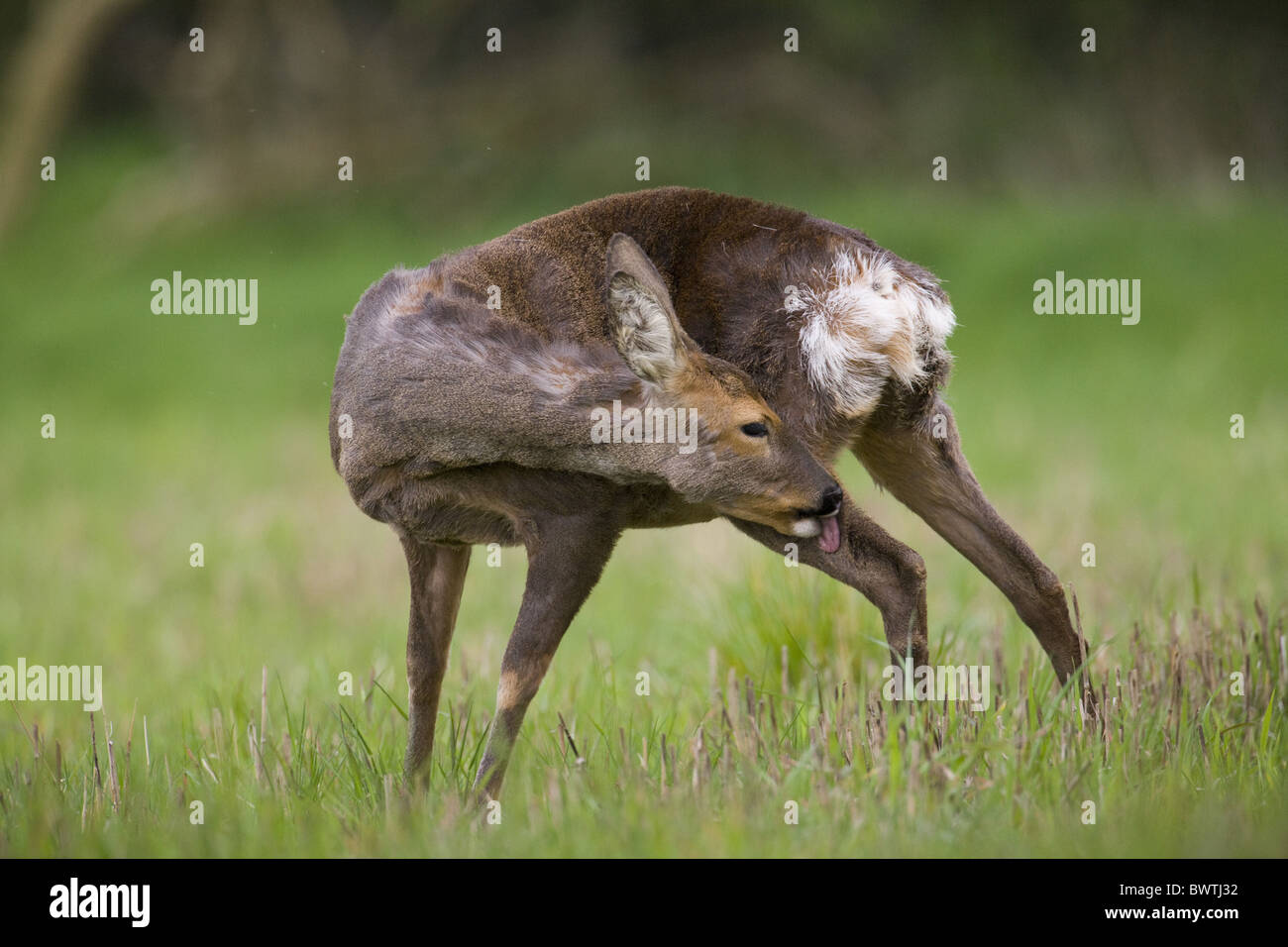western deer deers herbivore herbivores eurasia eurasian europe ...
