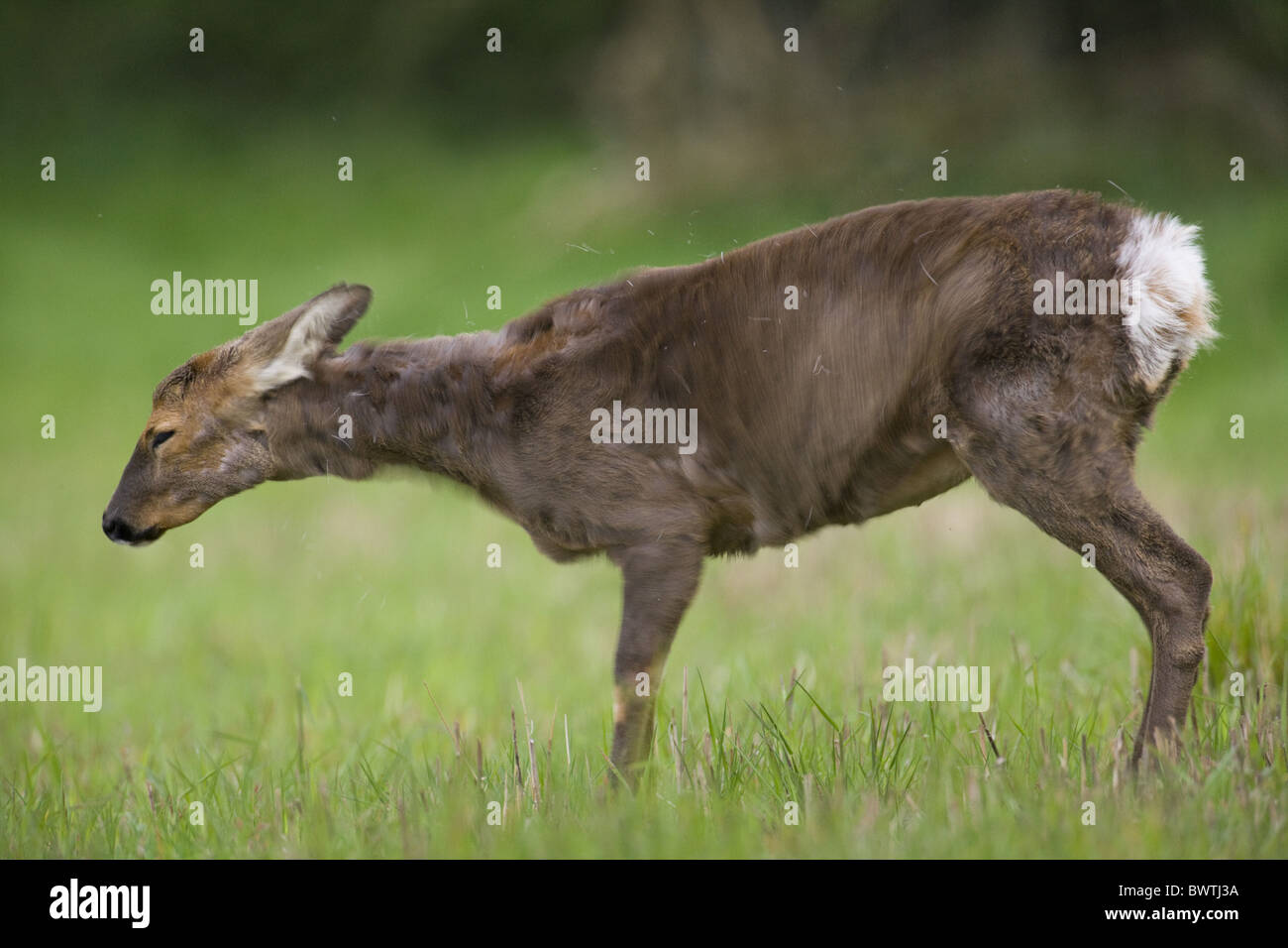 western deer deers herbivore herbivores eurasia eurasian europe ...