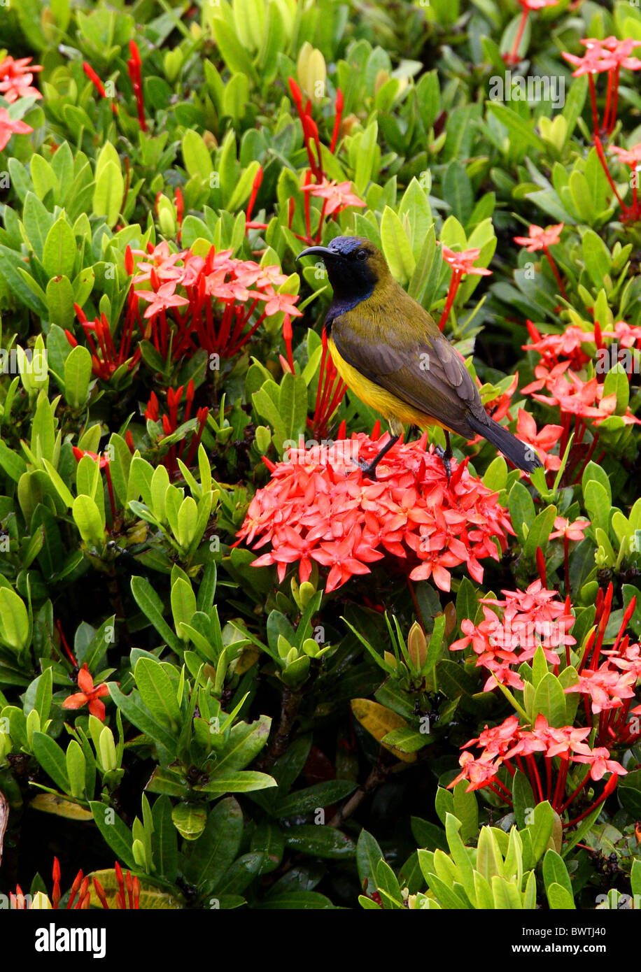 Olive backed sunbird cinnyris jugularis ornatus hi-res stock ...