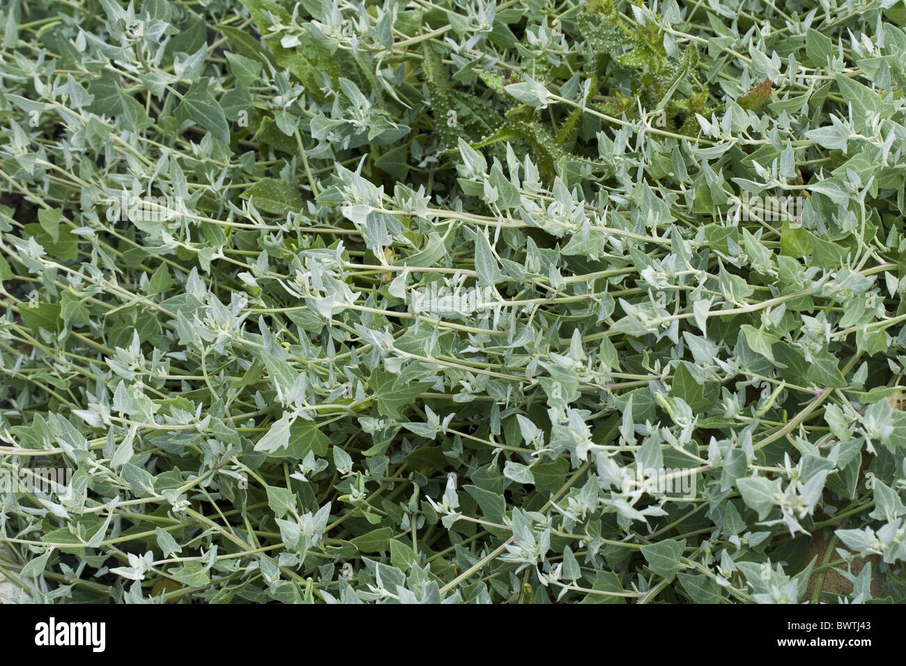 britain british plant plants leaf leaves seashore sea shore dorset ...