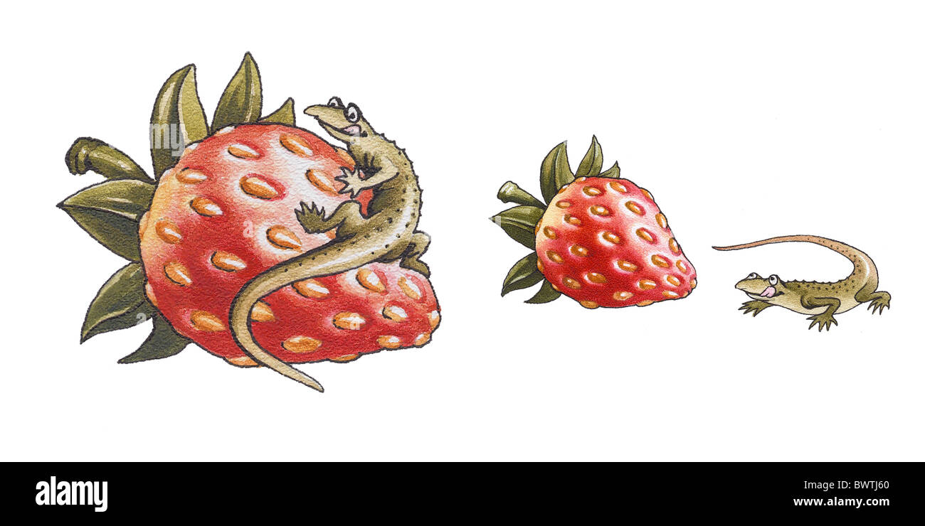 The lizard sits on a strawberry berry Stock Photo - Alamy