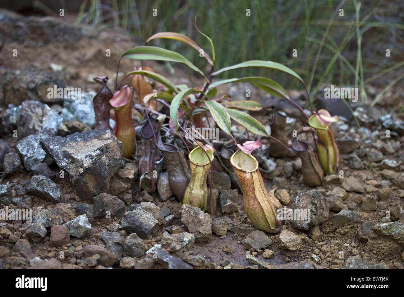 asia asian pitcher plant nepenthes plant plants philippine philippines ...