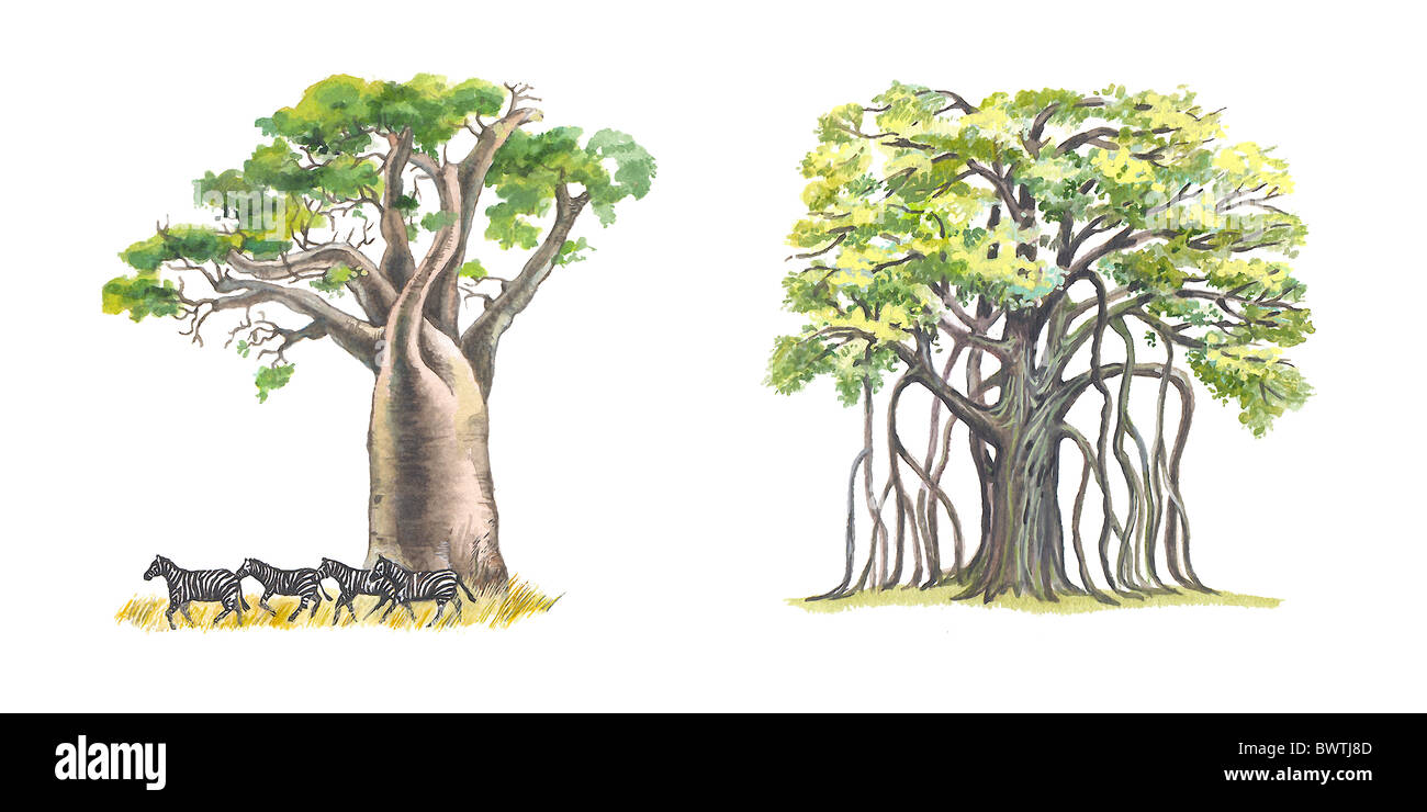 Big baobab tree Cut Out Stock Images & Pictures - Alamy