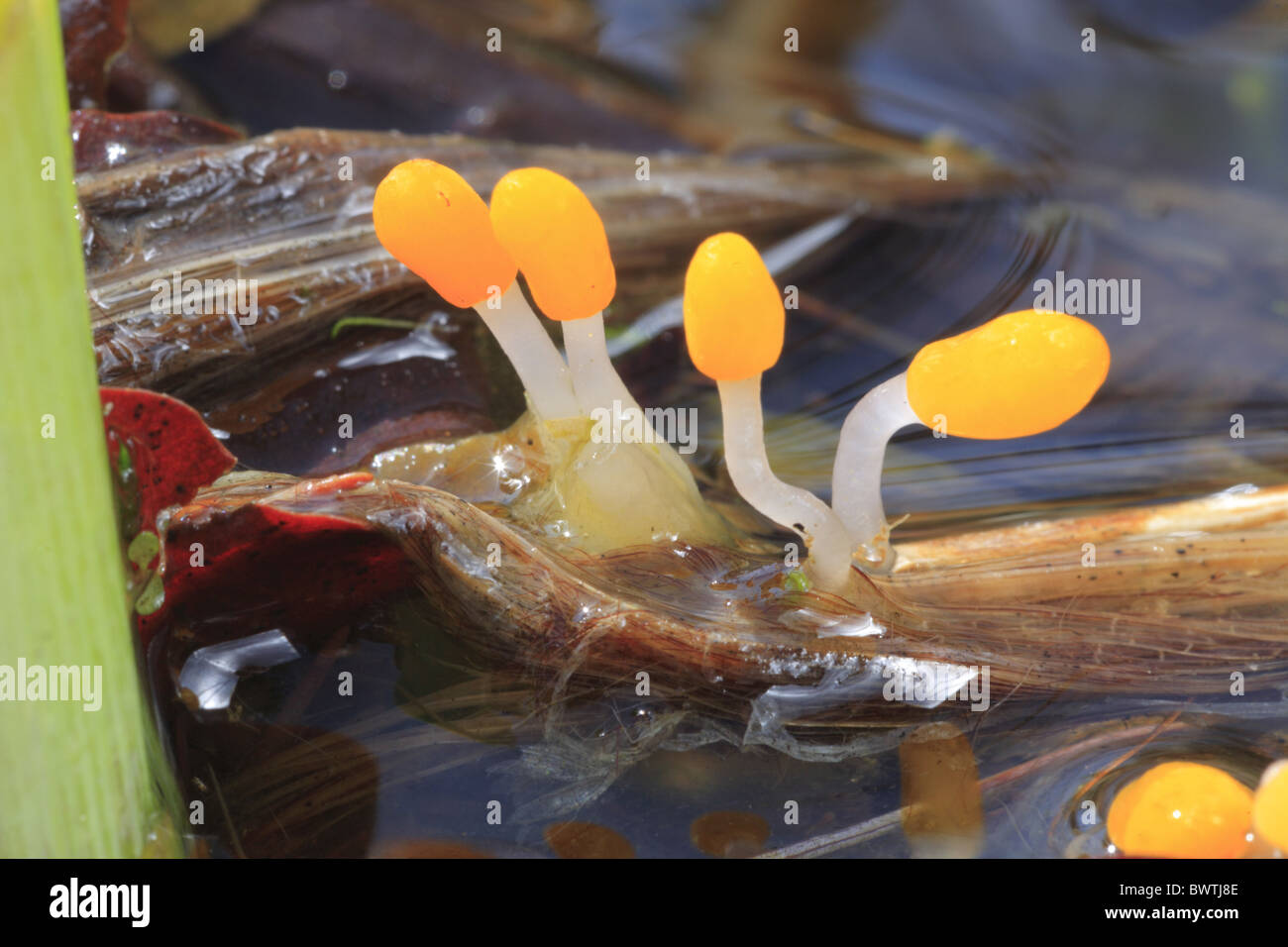 Mitrula paludosa bog beacon swamp nature natural wild wildlife ...
