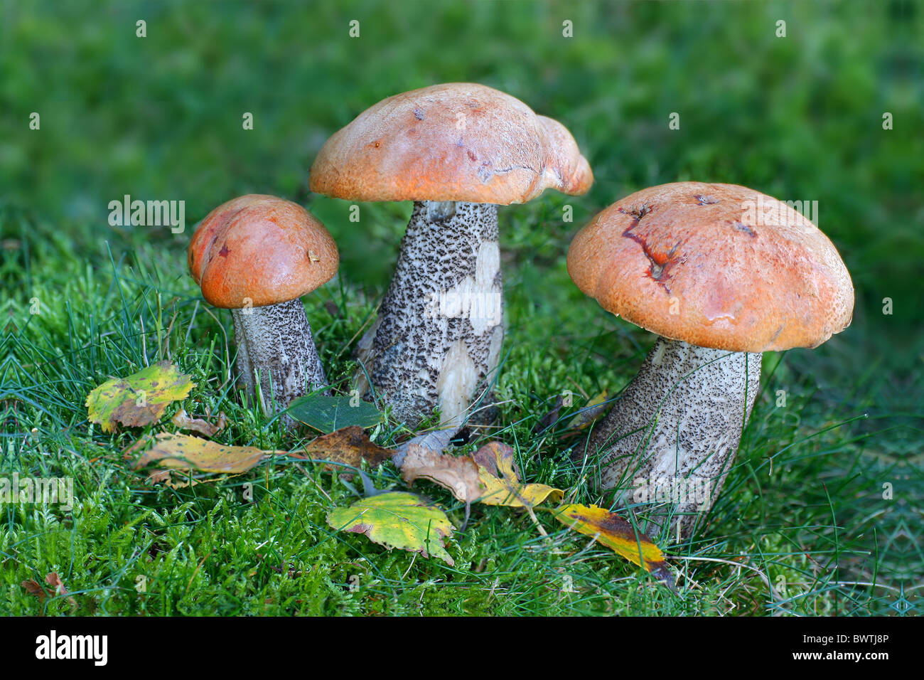 Orange Birch Bolete Leccinum versipelle three Stock Photo - Alamy