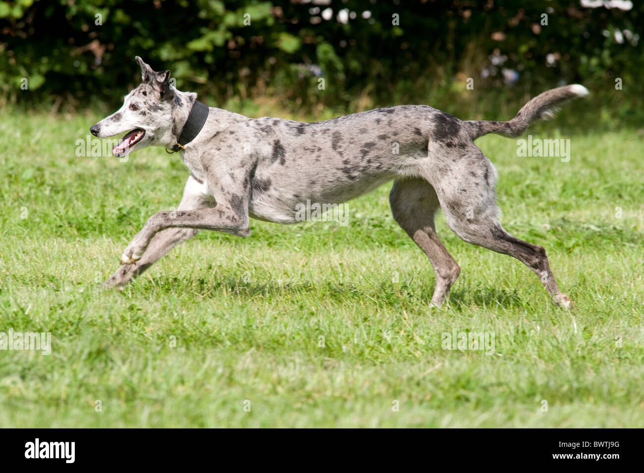 Greyhound Dog running Stock Photo - Alamy