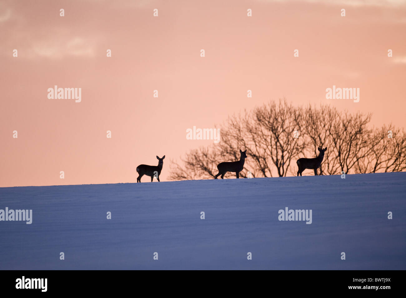 western deer deers herbivore herbivores eurasia eurasian europe ...