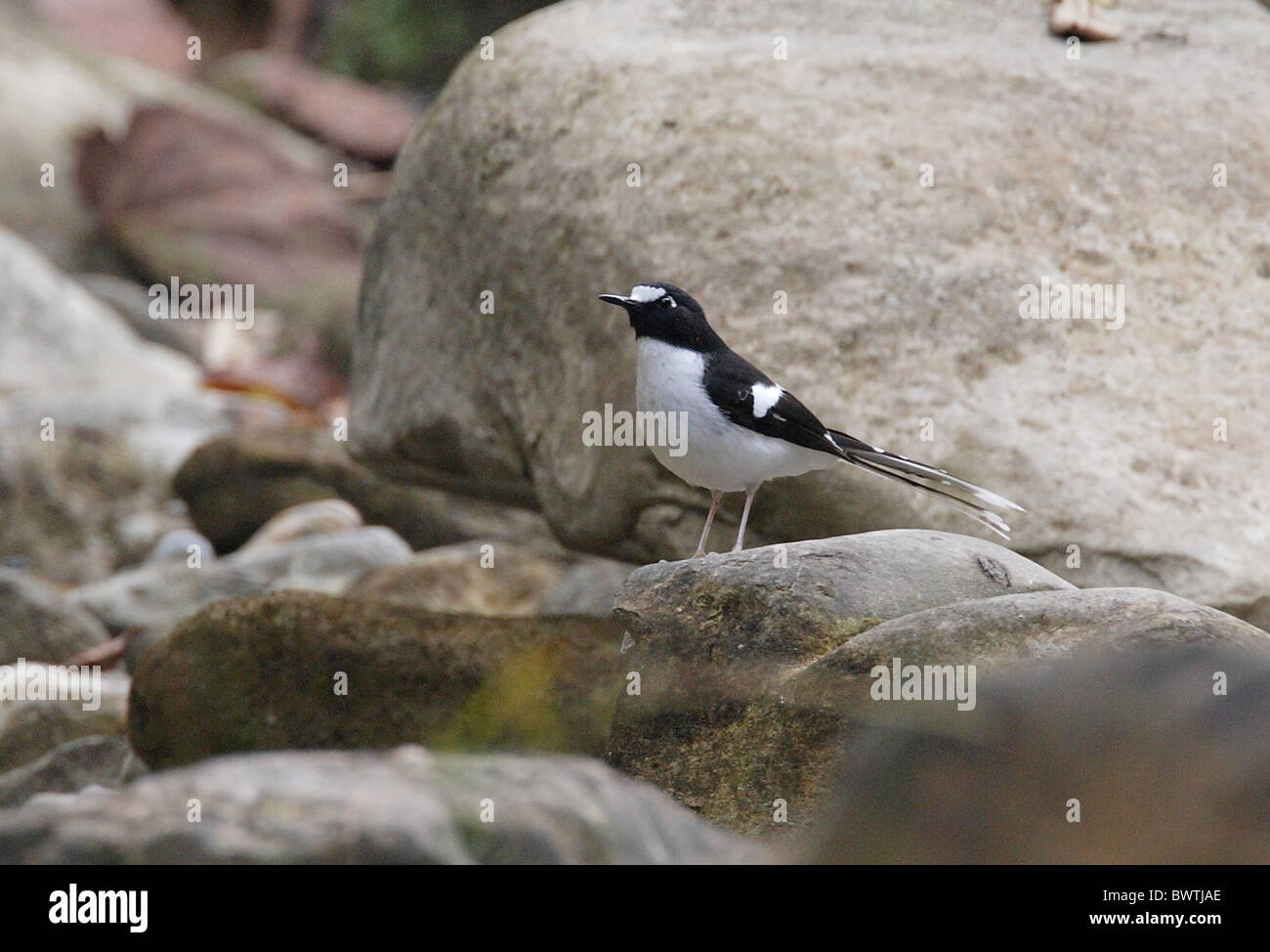 Forktail bird hi-res stock photography and images - Alamy