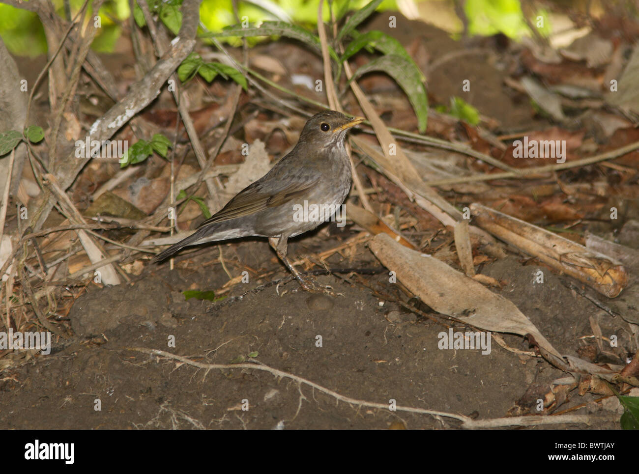 Tickell's Thrush (Turdus unicolor) immature, first winter plumage ...