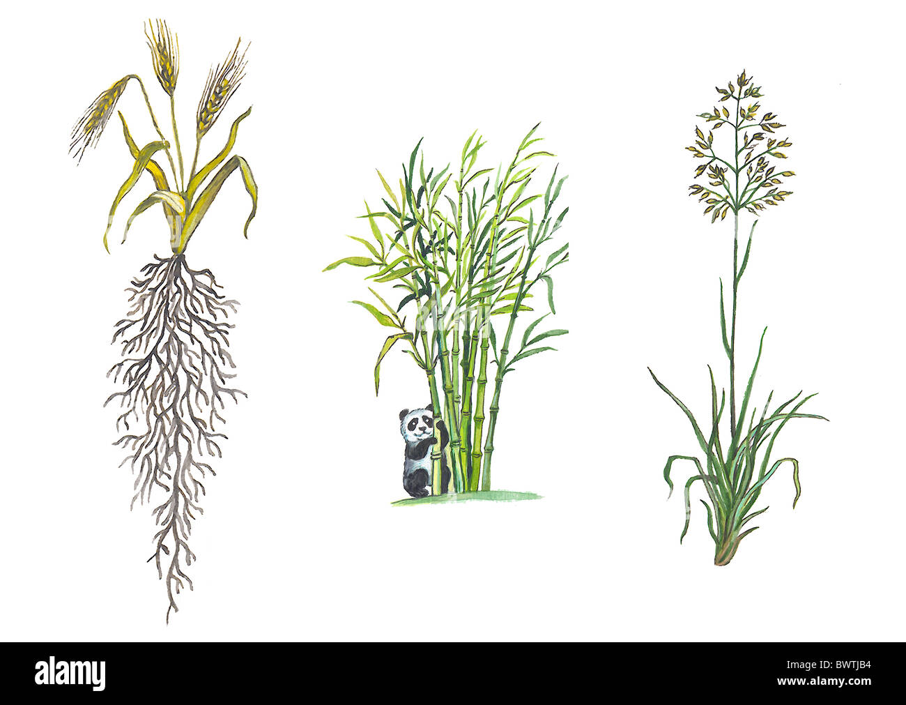 Tussock cartoon drawing hi-res stock photography and images - Alamy