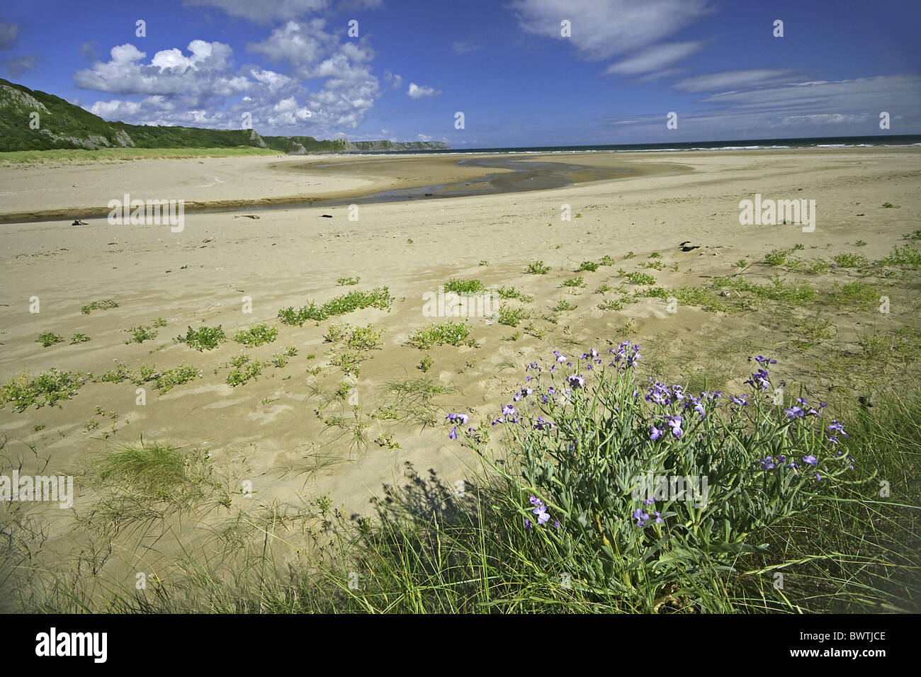 Gower Matthiola sinuata Sea Stock South Wales beach cliffs maritime ...