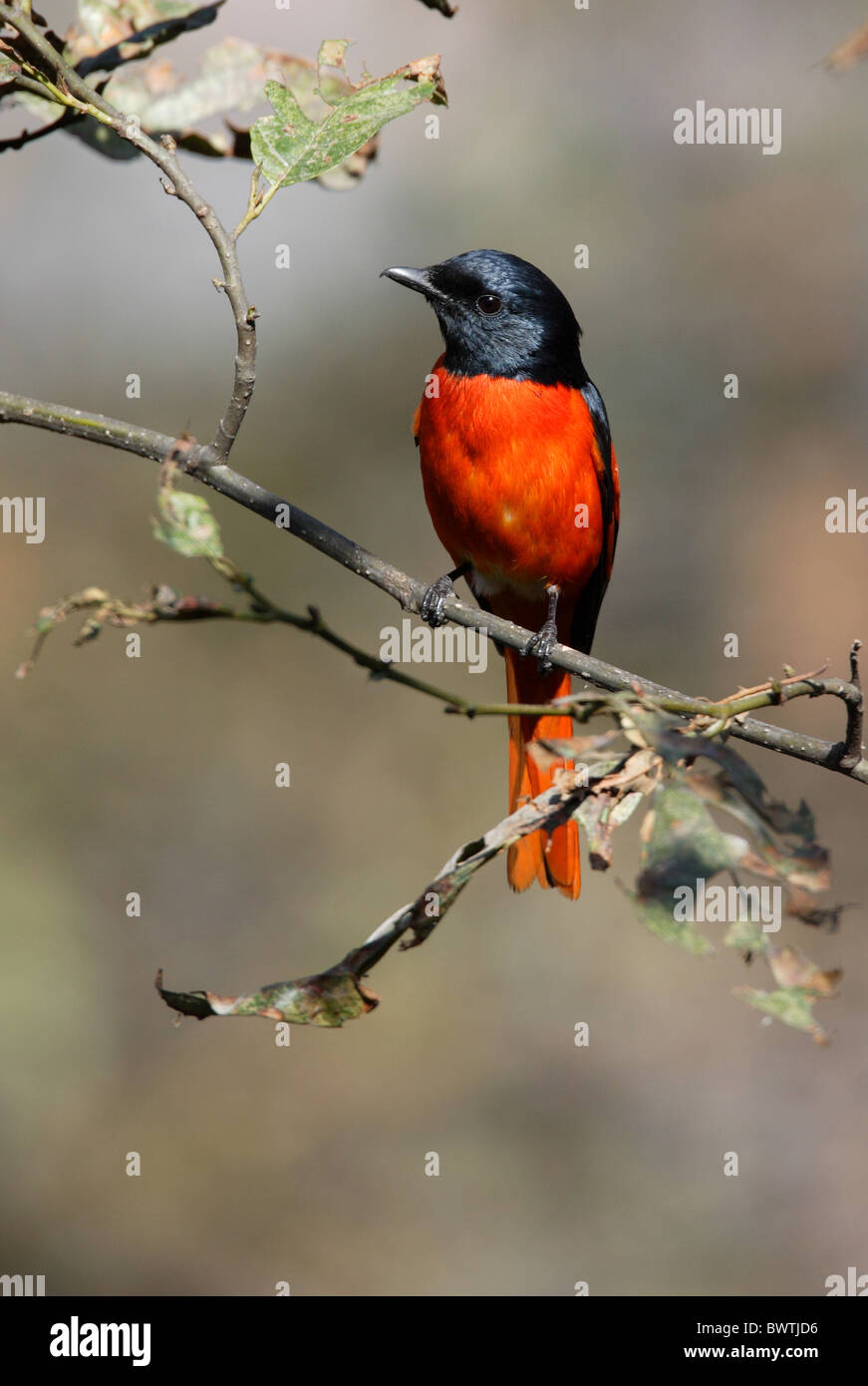 Scarlet Minivet (Pericrocotus flammeus) adult male, perched in tree ...