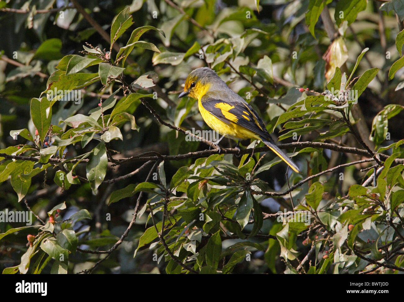 Scarlet Minivet (Pericrocotus flammeus) adult female, perched in tree ...