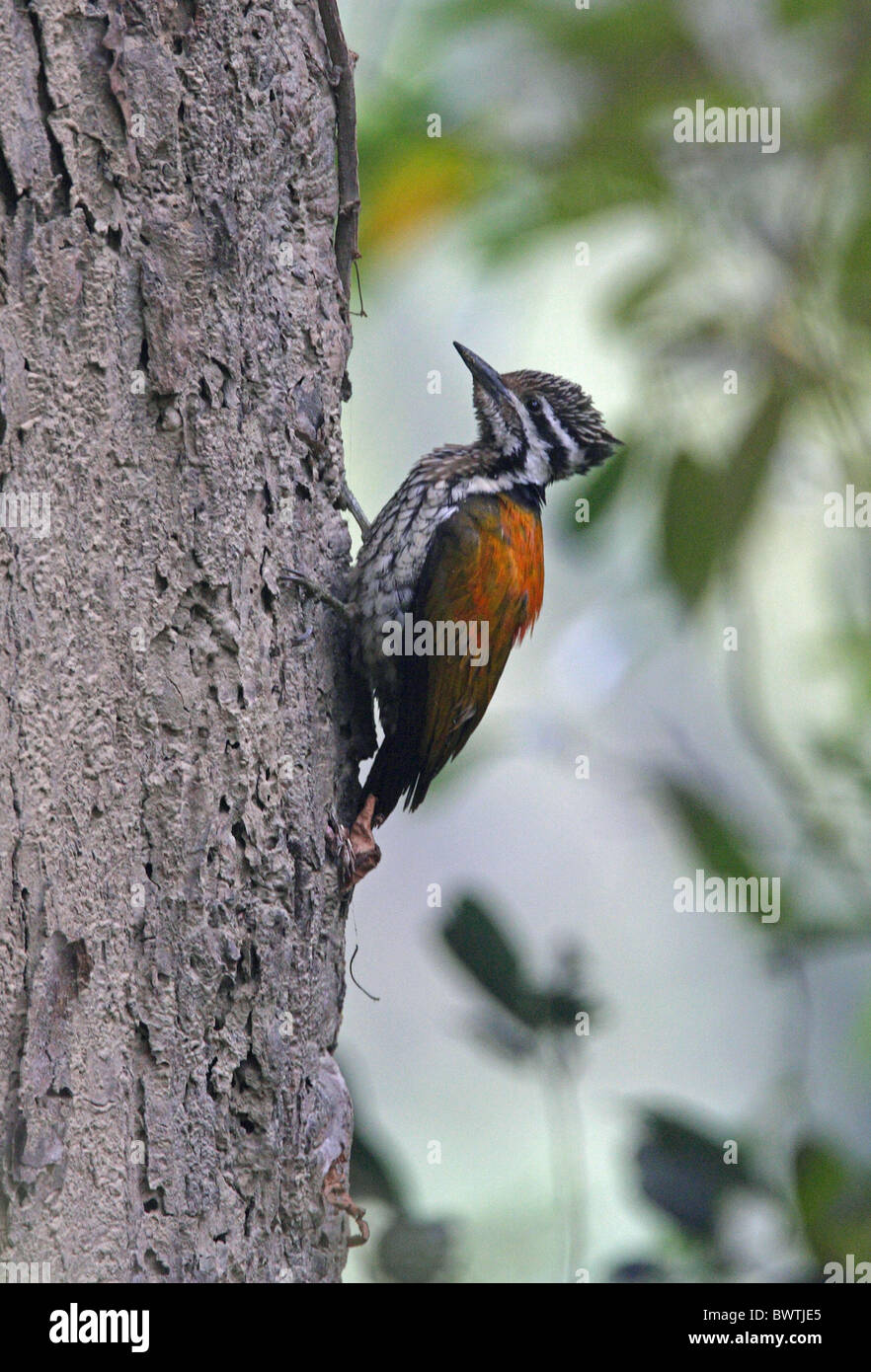 Himalayan Flameback (Dinopium shorii) adult female, clinging to tree ...