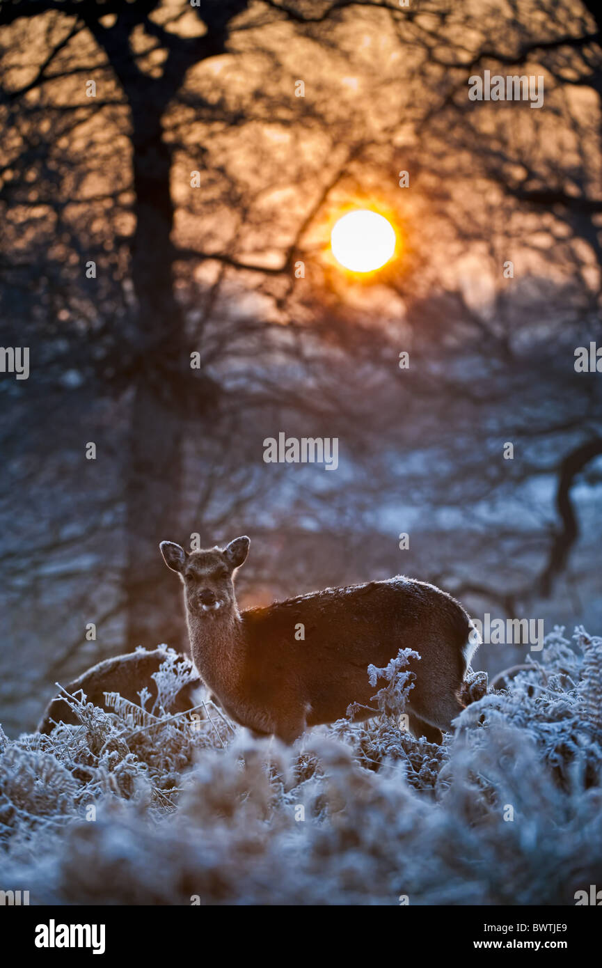 animals atmospheric backlit britain cervinae cervus nippon cold ...
