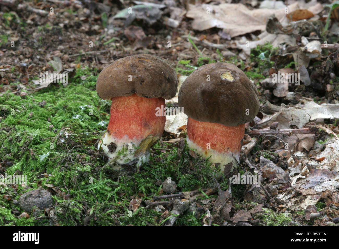 Dotted stem bolete boletus erythropus hi-res stock photography and ...