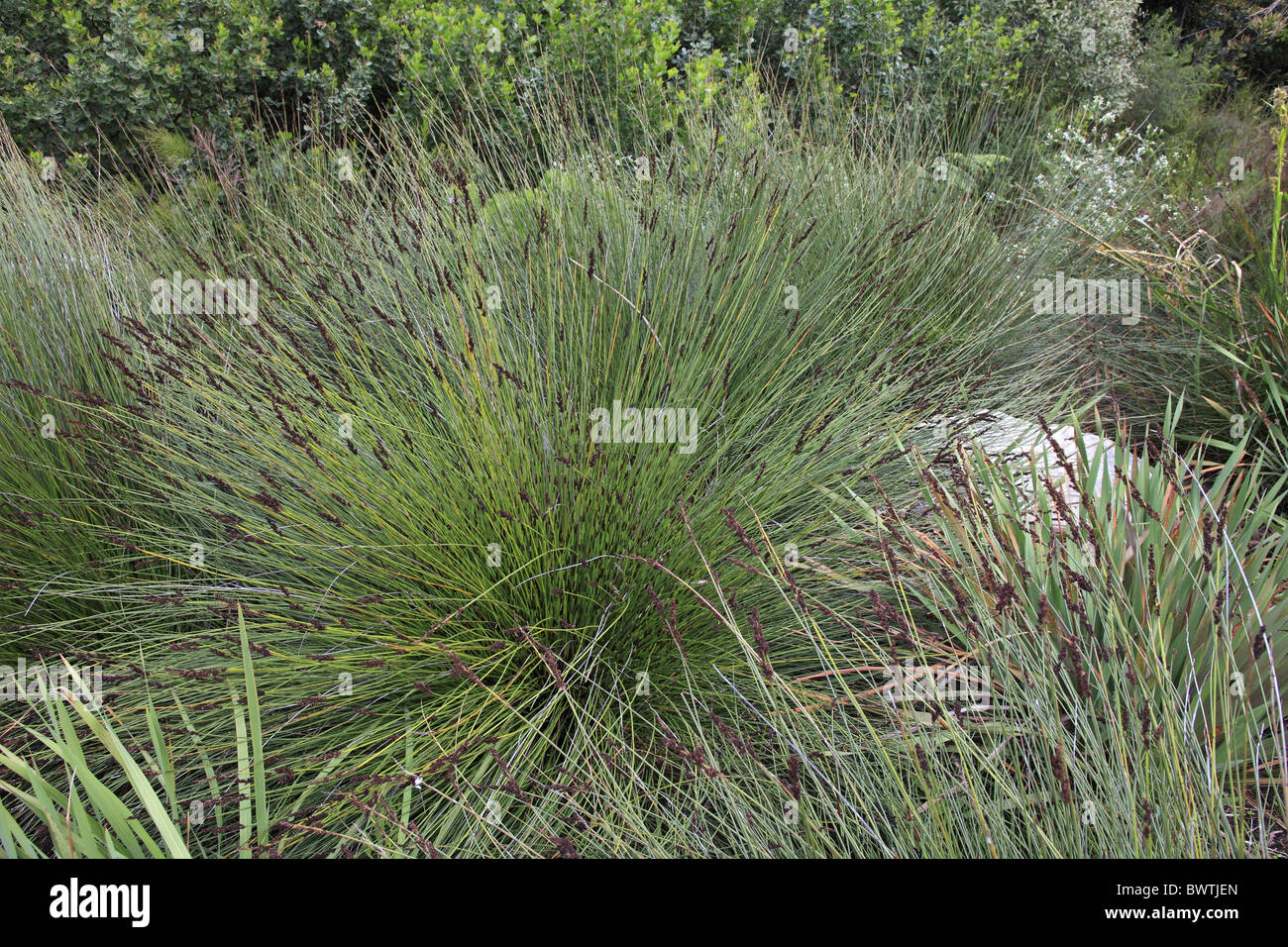Chondropetalum Tectorum High Resolution Stock Photography and Images ...