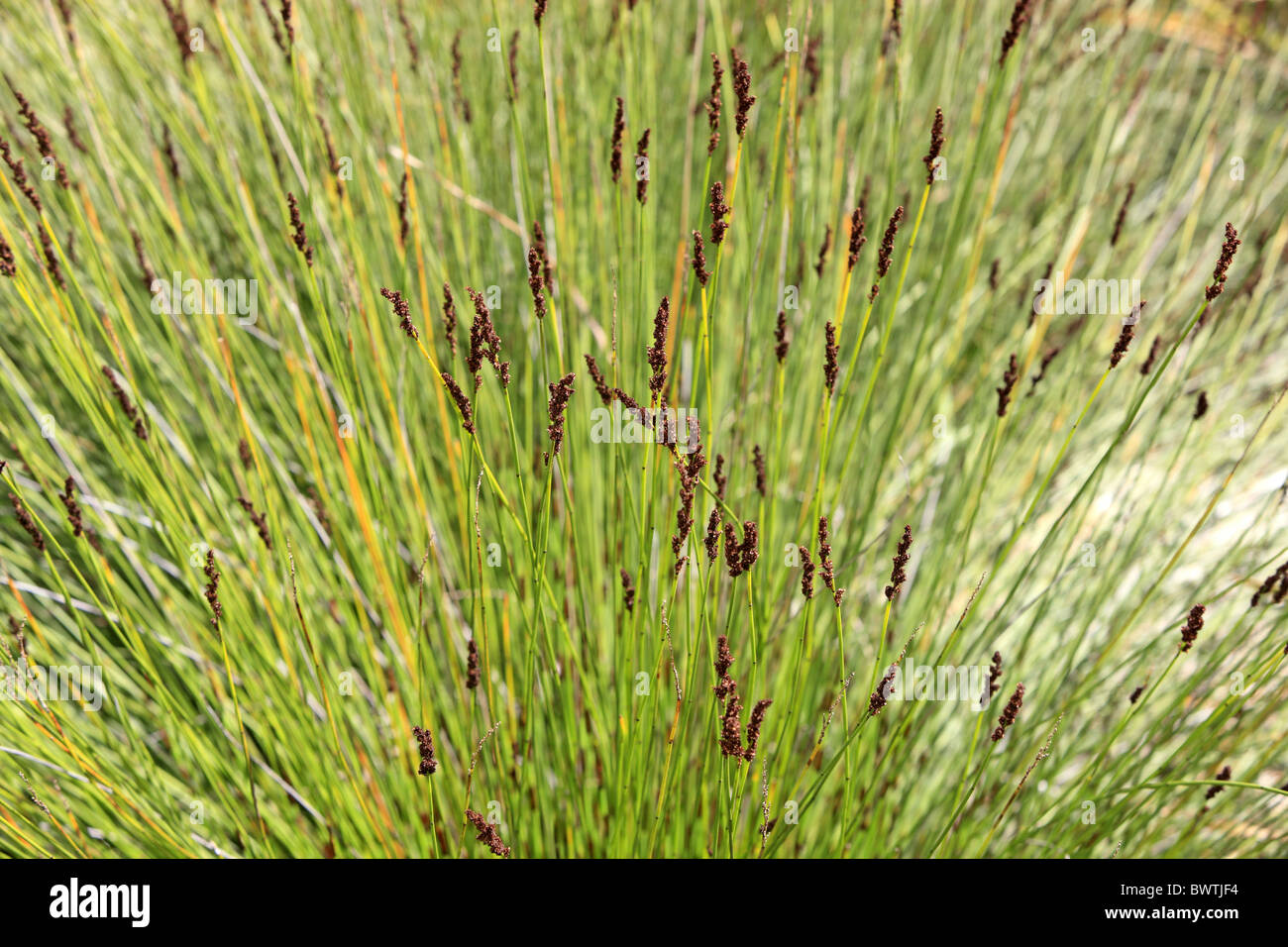 Bluete - bloom plant plants "thatching reed" "thatching reeds" "cape ...