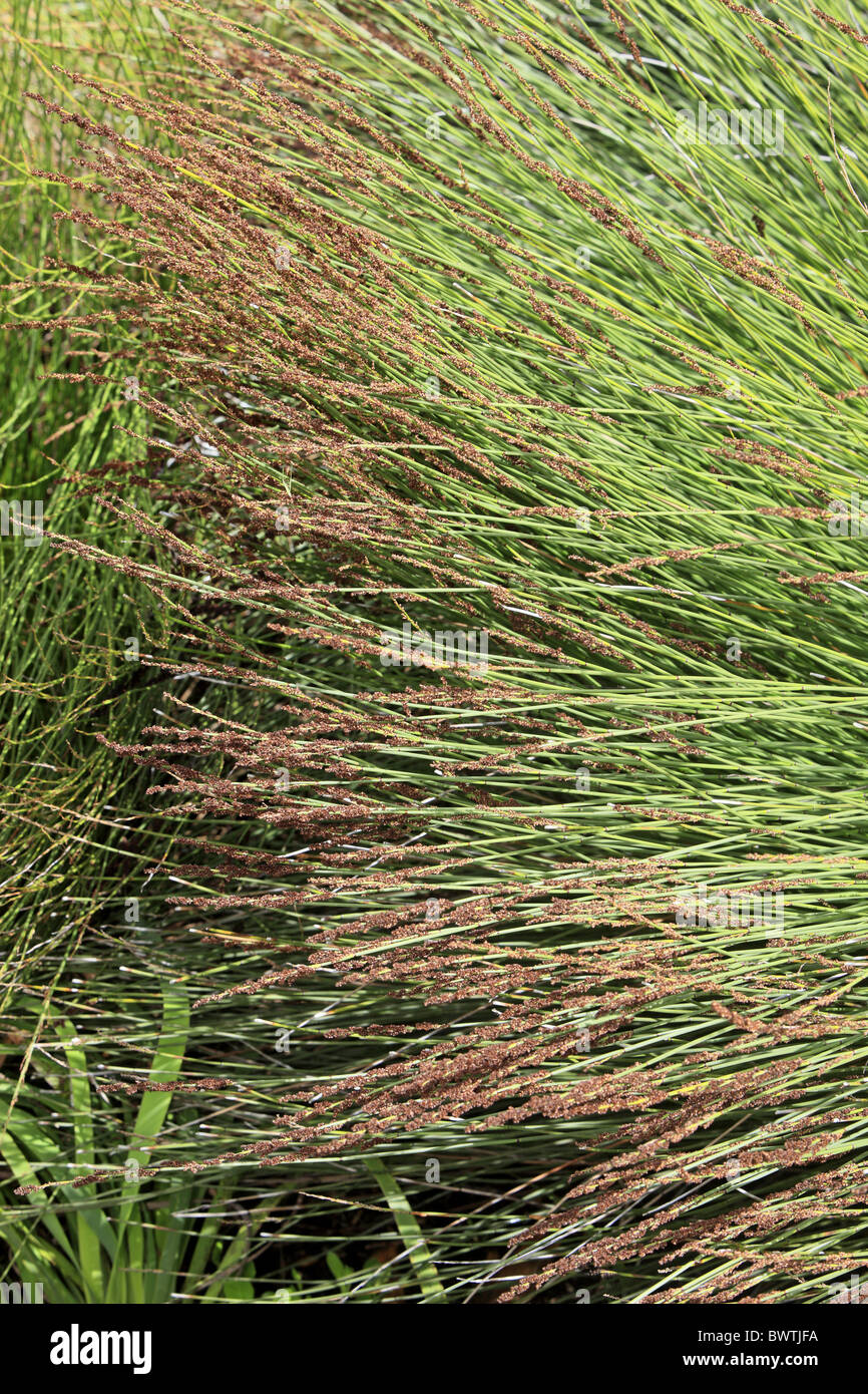 Dakriet hi-res stock photography and images - Alamy