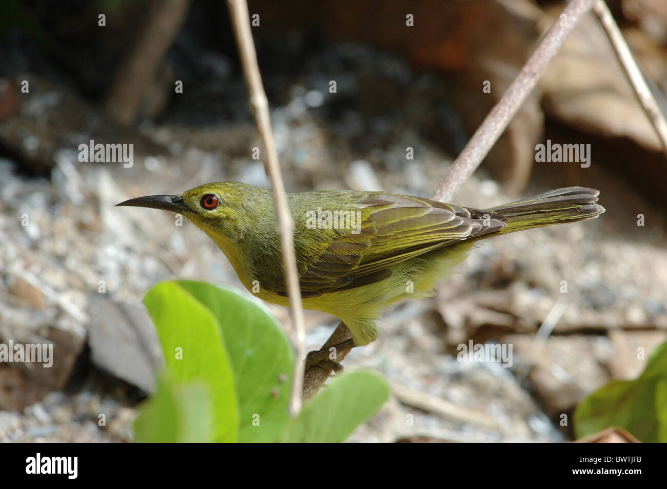 Red-throated Sunbird (Anthreptes rhodolaemus) adult female, perched on ...