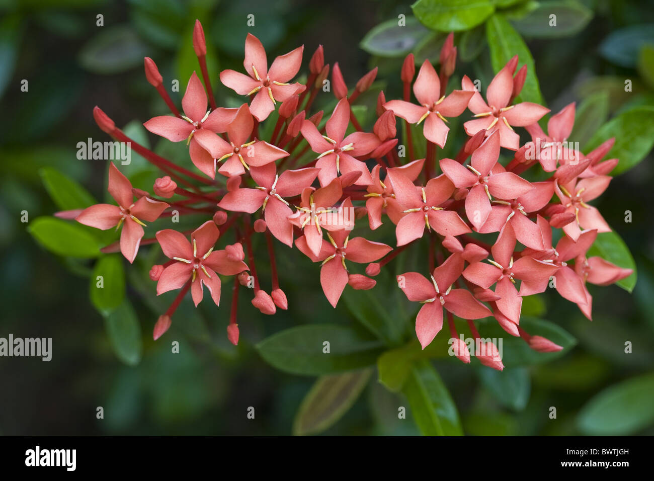 asia asian bloom blooms close close up close-up close-ups close ups ...
