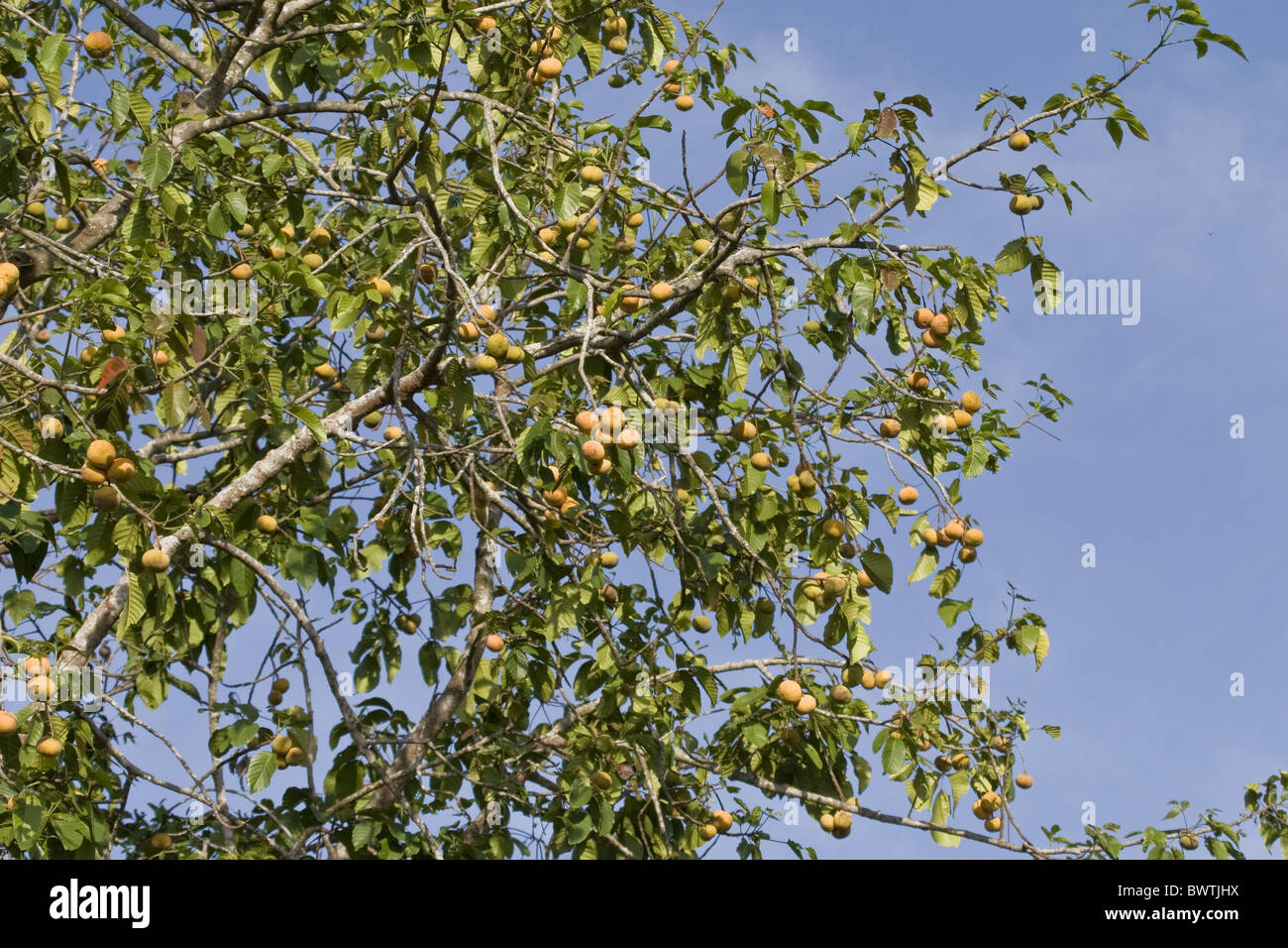 asia asian edible food foods fruit fruits tree trees tropical tropics ...