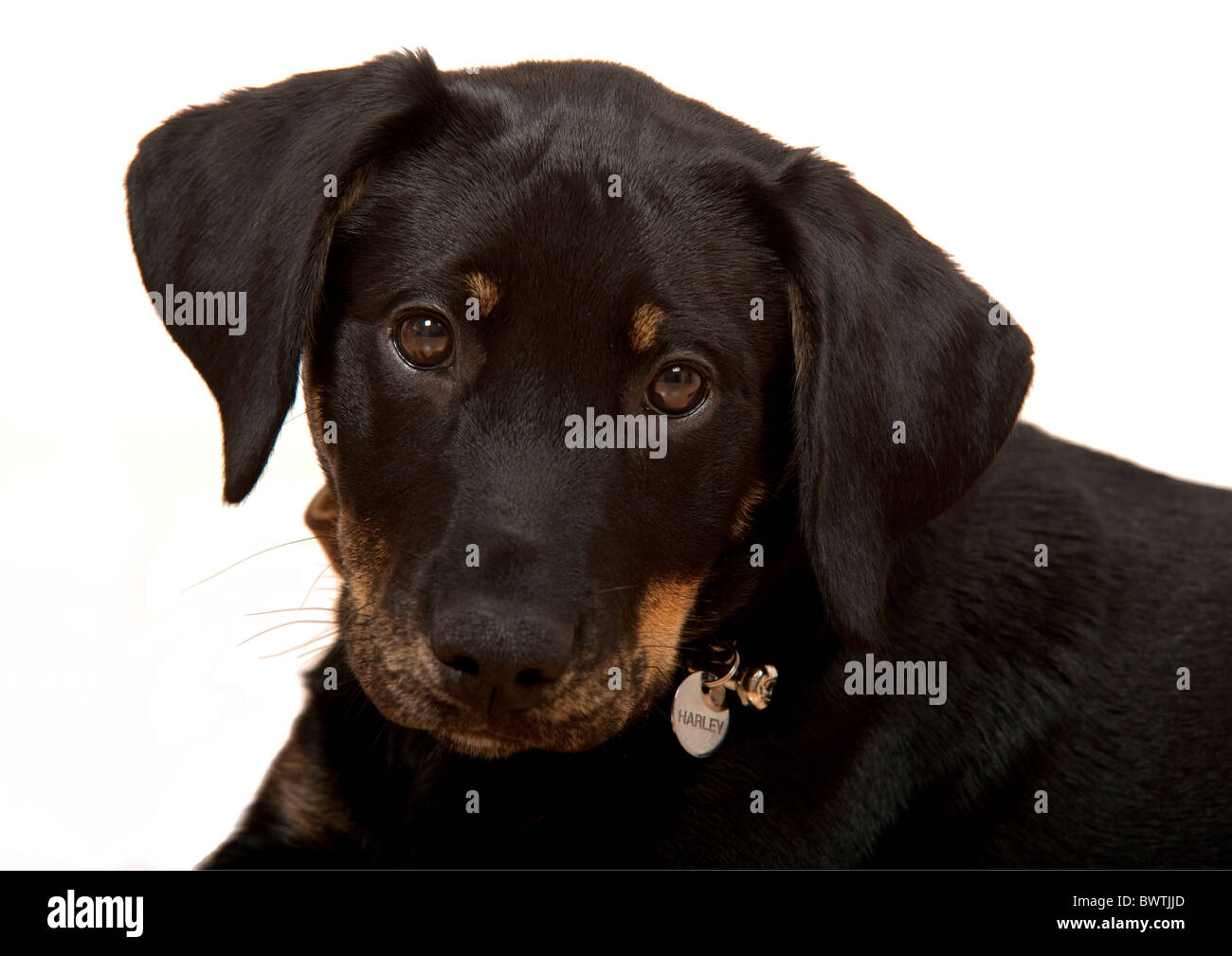 Crossbred dog hi-res stock photography and images - Alamy