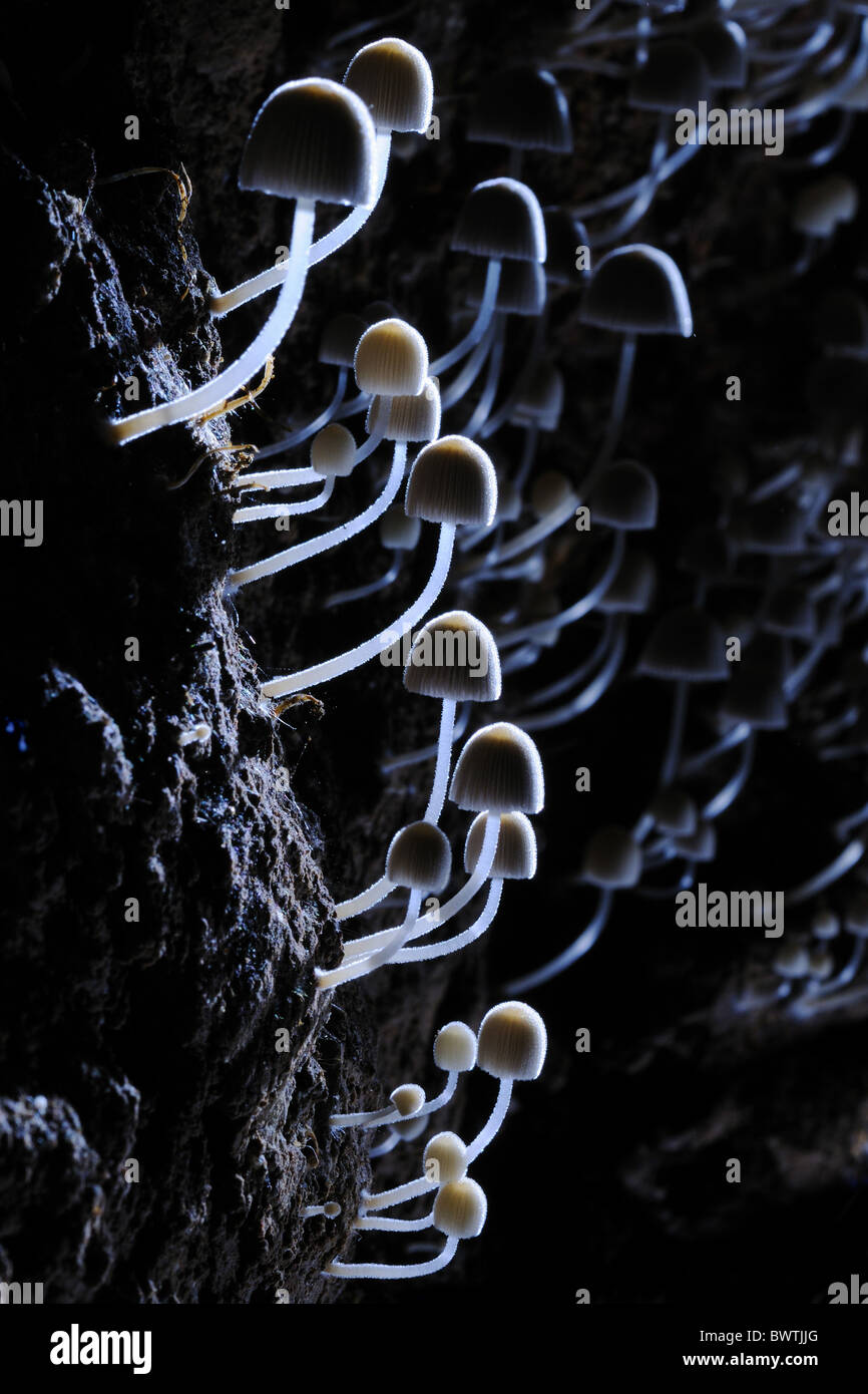 Cave Fungi High Resolution Stock Photography and Images - Alamy