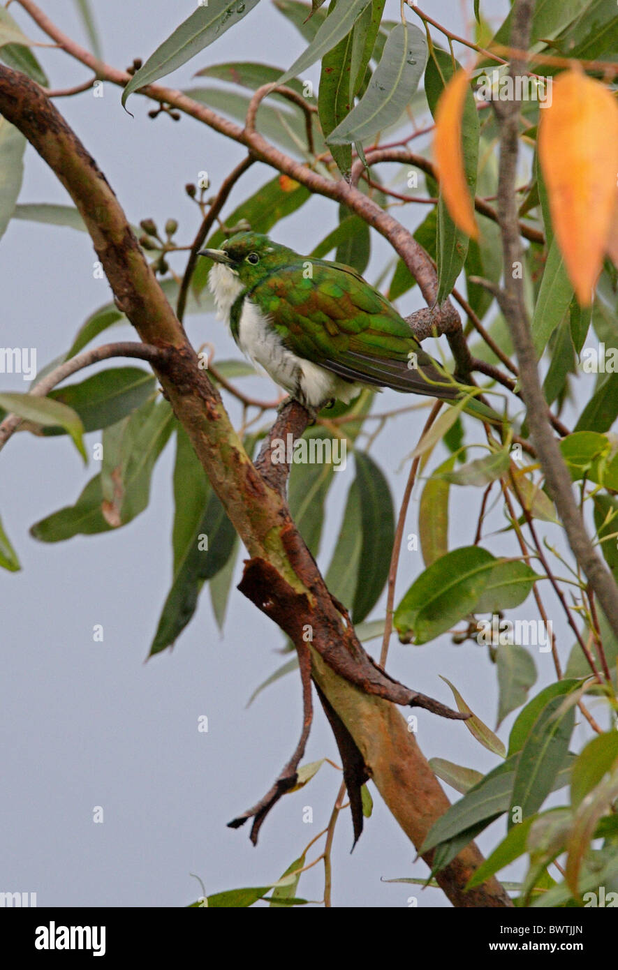 Klaass cuckoo adult male perched hi-res stock photography and images ...