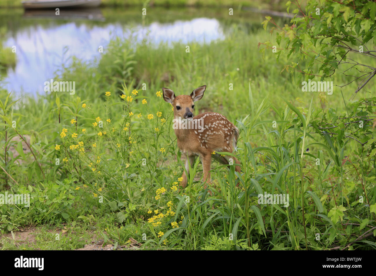 Jungtier - young deer deers herbivore herbivores "virginia deer" "north ...
