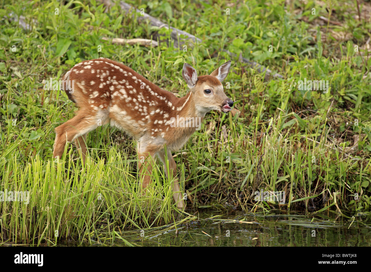 am Wasser - at water Jungtier - young deer deers herbivore herbivores ...