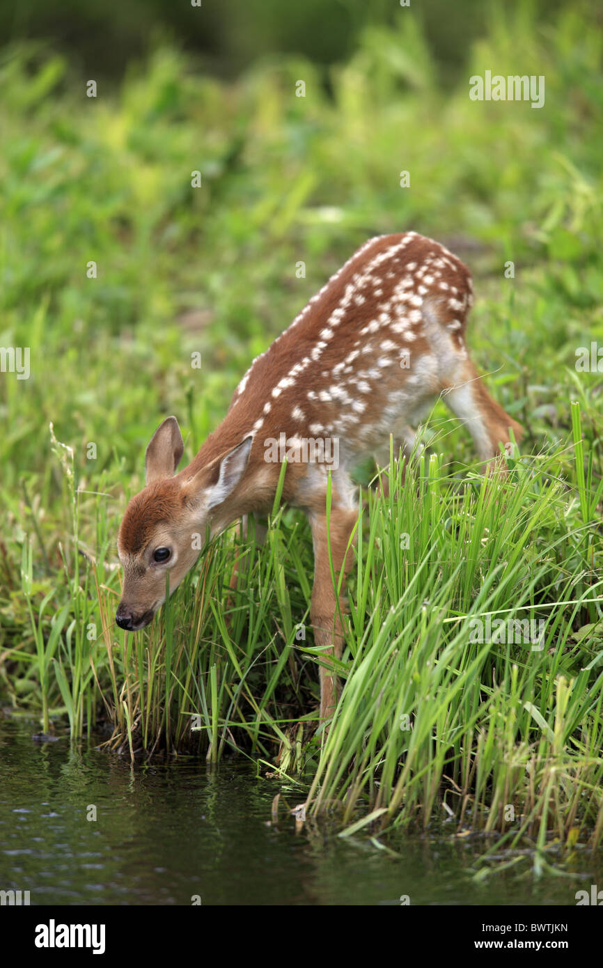 am Wasser - at water Jungtier - young deer deers herbivore herbivores ...