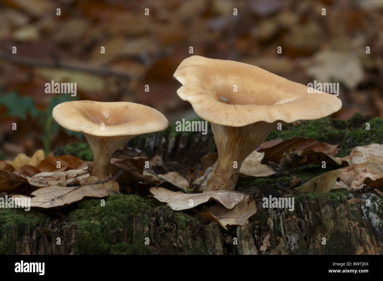 Common funnel cap hi-res stock photography and images - Alamy