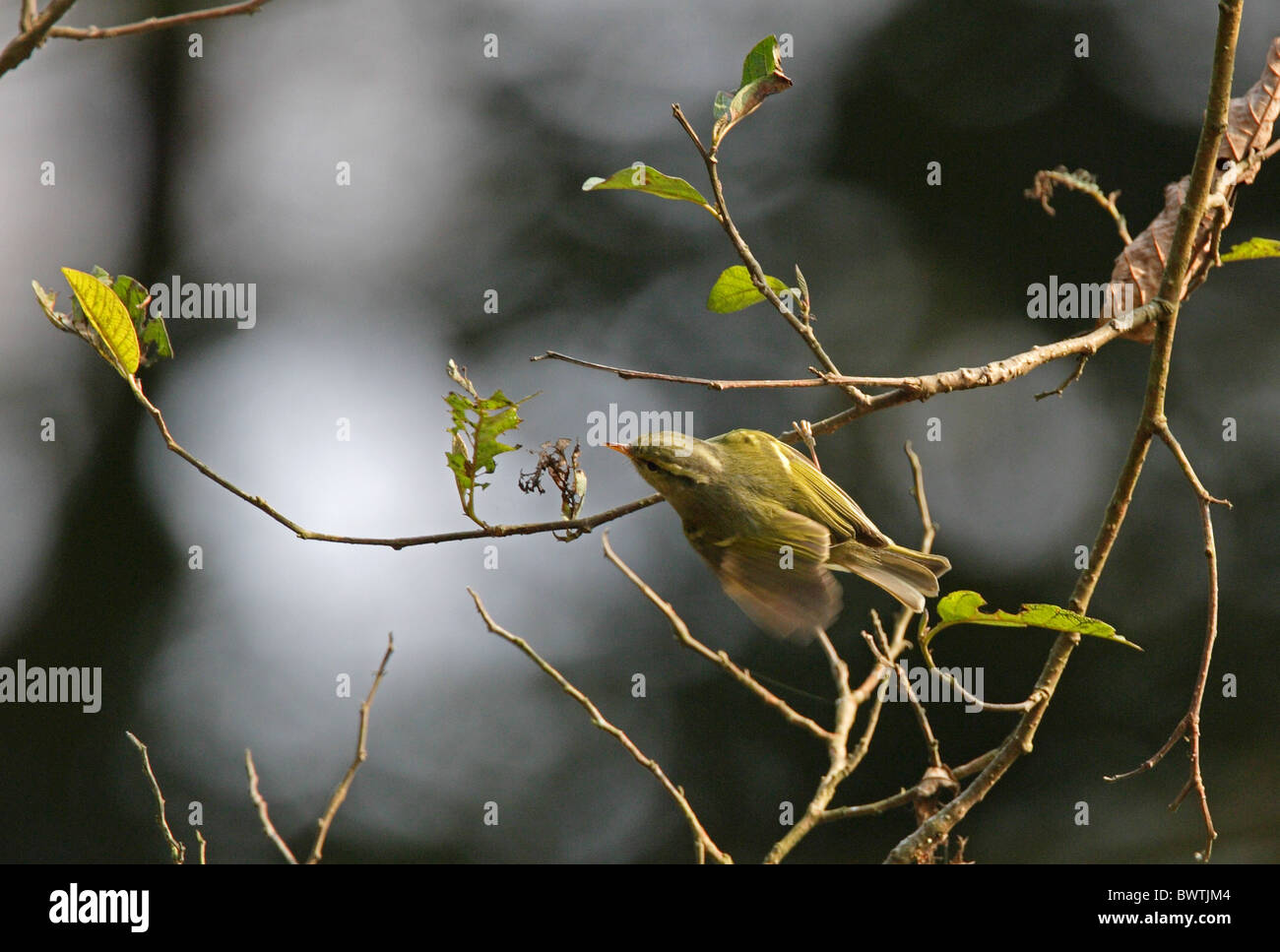 Phylloscopus reguloides hi-res stock photography and images - Alamy