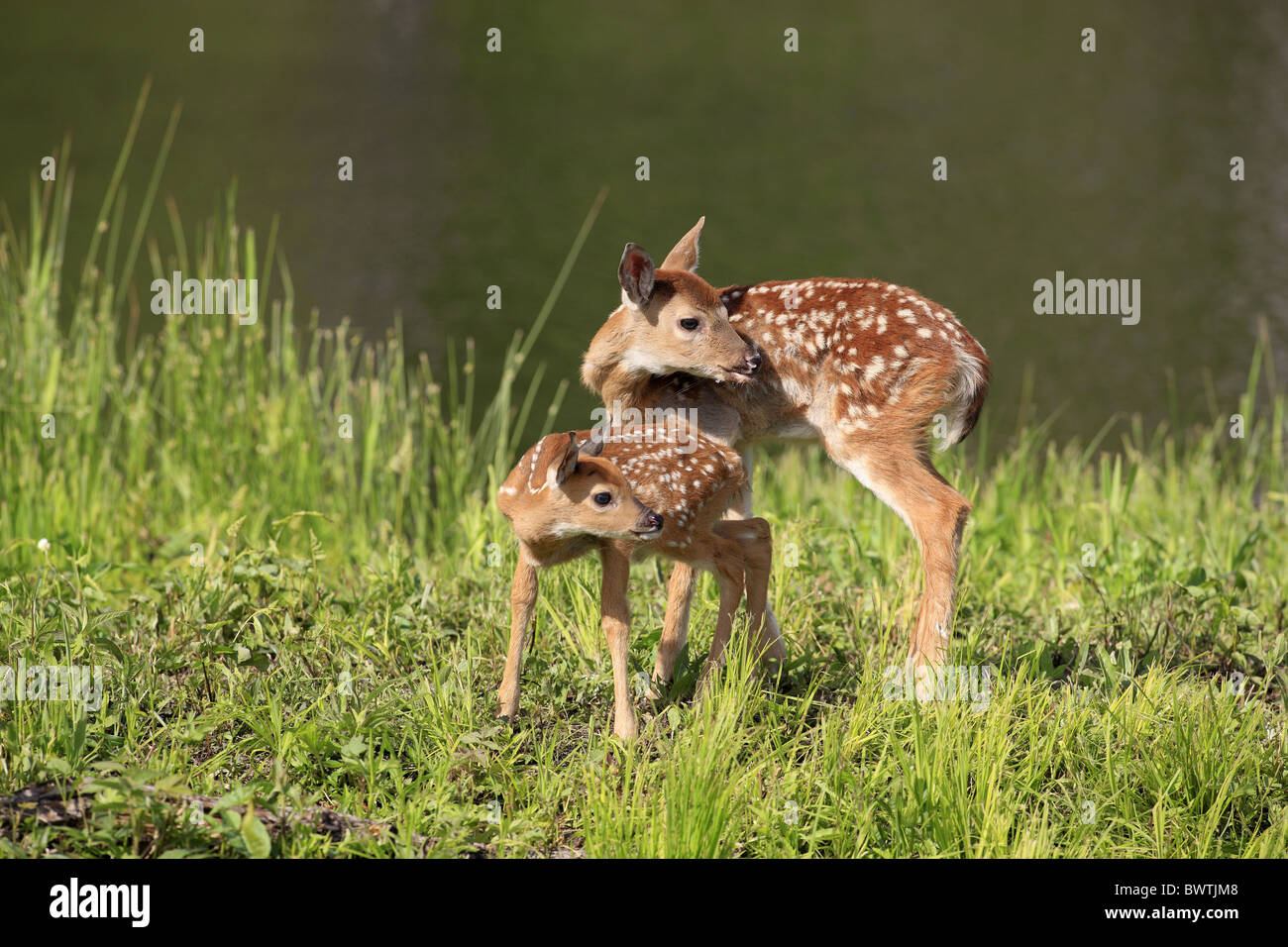 Jungtier young deer deers herbivore hi-res stock photography and images ...