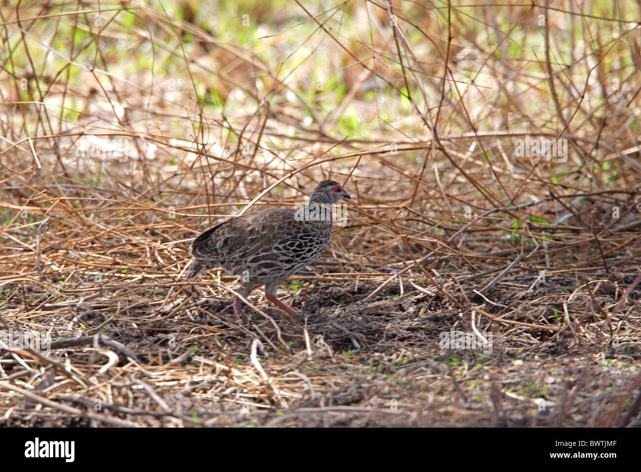 Clapperton's Francolin (Francolinus clappertoni) adult, walking amongst ...