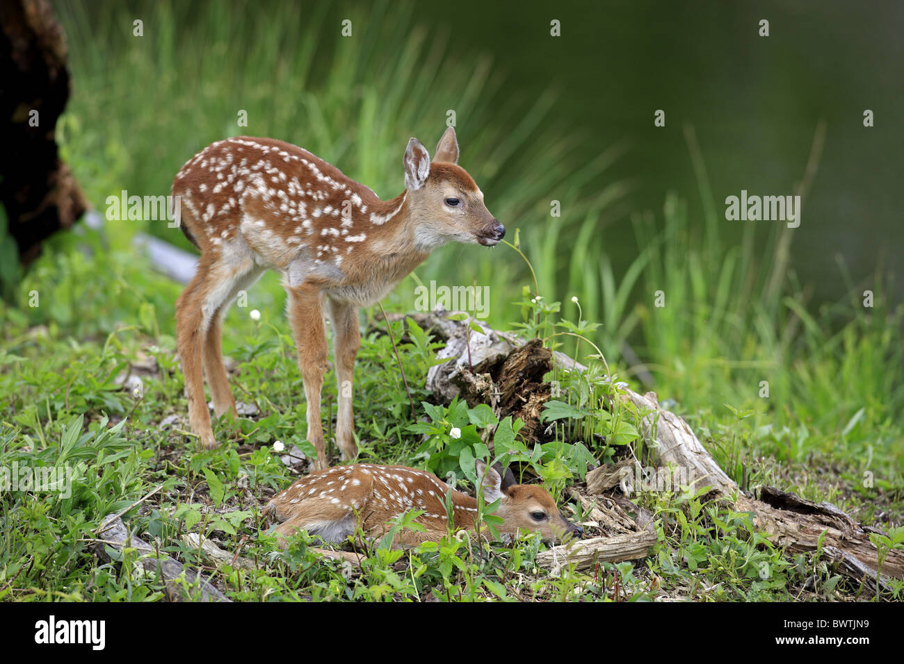 Jungtier - young deer deers herbivore herbivores "virginia deer" "north ...