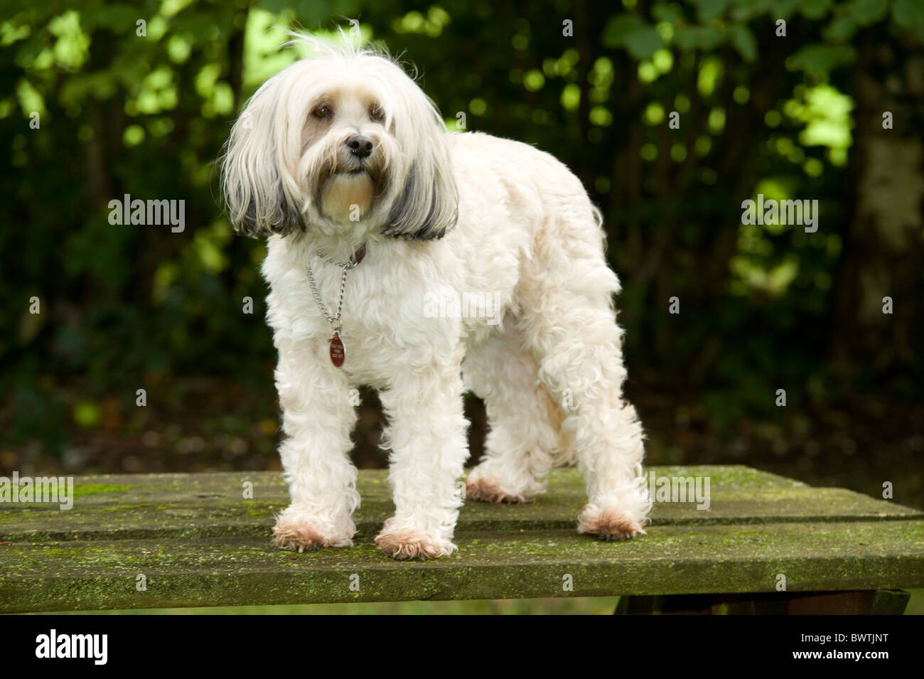 Lhasa apso hi-res stock photography and images - Alamy