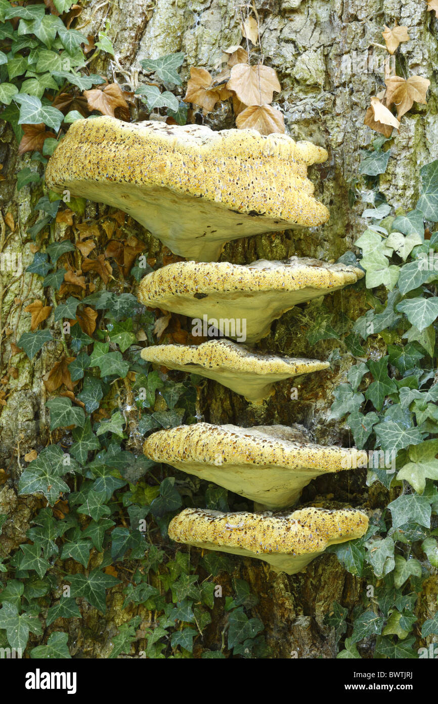 Inonotus dryadeus oak bracket nature natural wild wildlife environment ...