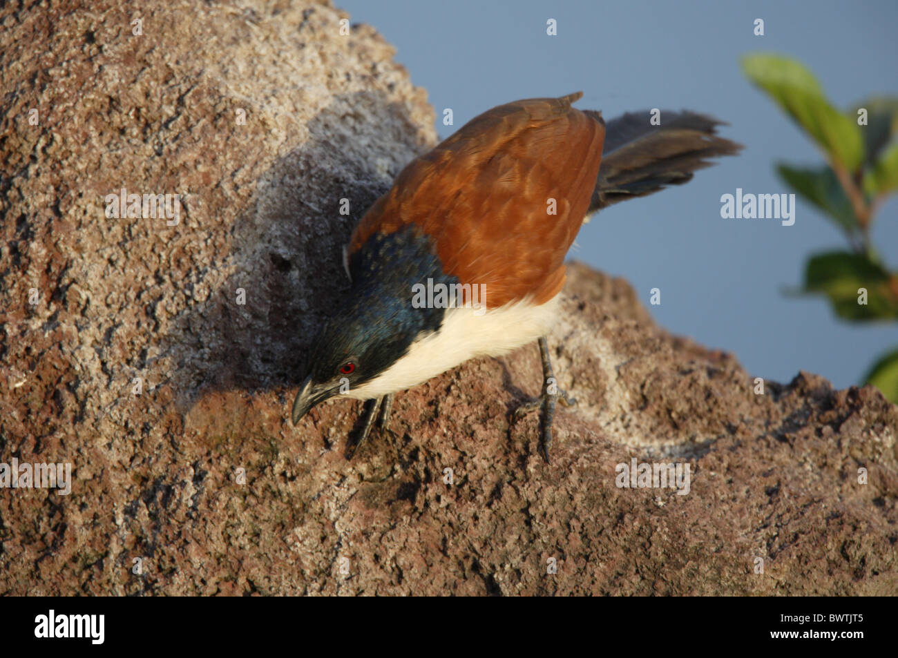 Blue-headed Coucal (Centropus monachus) adult, climbing down rock ...