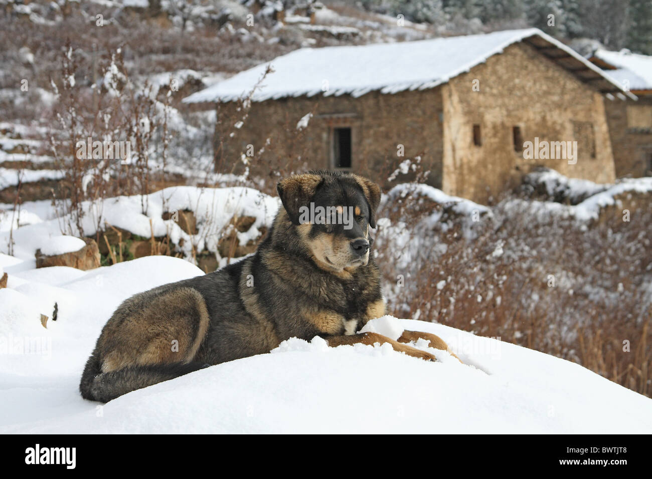 Tibetan temple dog hi-res stock photography and images - Alamy